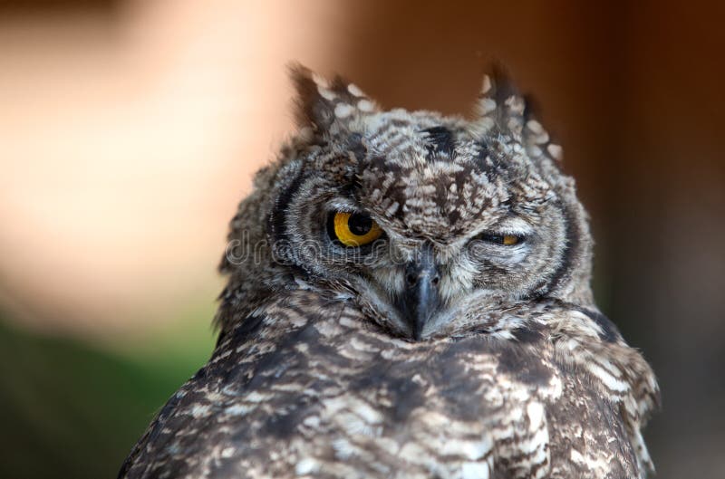 Grappige Jonge Uil stock foto. Image of nave, jongen - 16139260