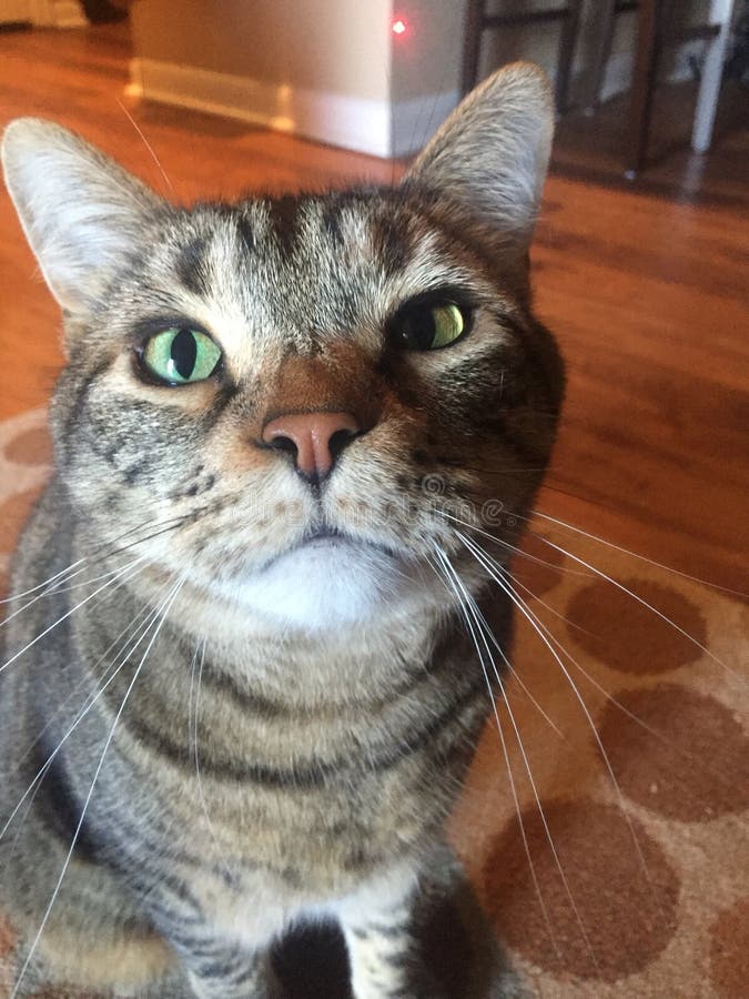 Grappige kat stock foto. Image of denkt, grappig, groen - 102510634