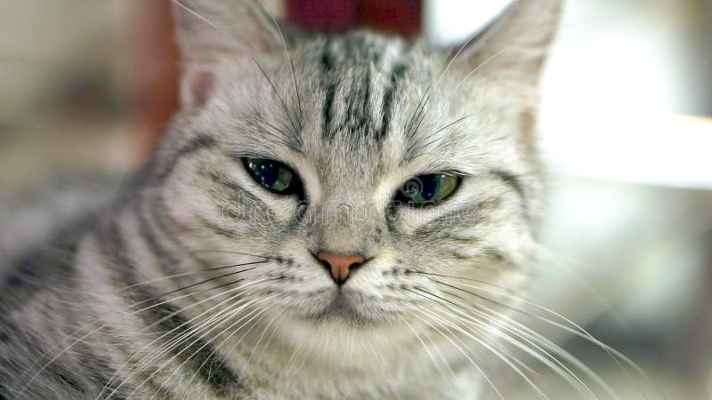 Grappige kat stock foto. Image of kijk, dier, reus, mannetje - 86705720