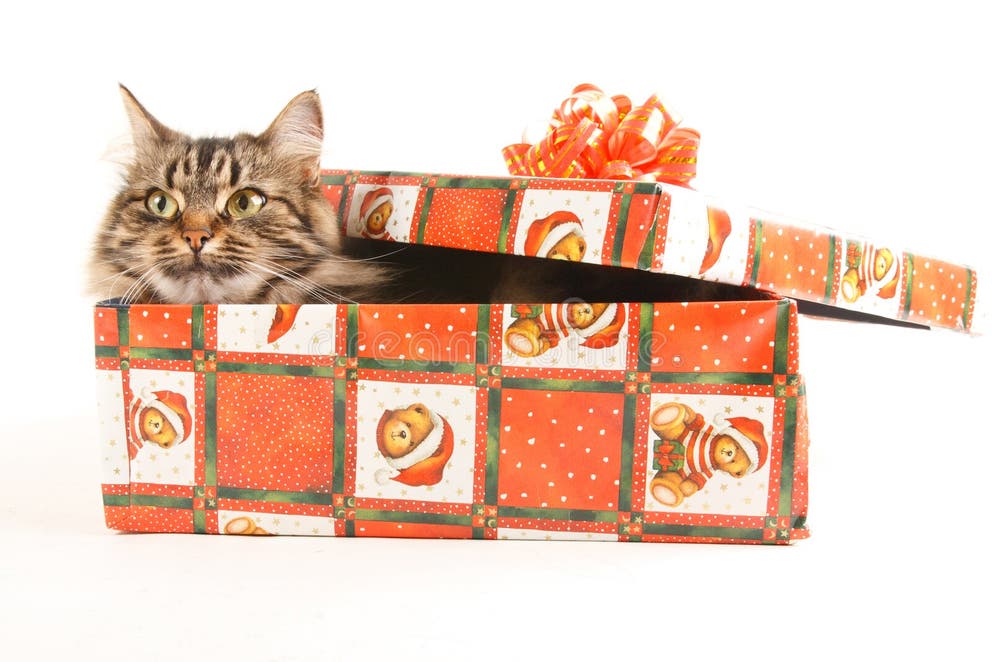 Grappige Kat in Doos Op Wit Stock Foto - Image of welp, dier: 25128772