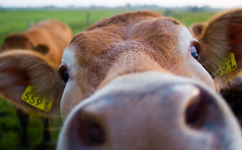 Grappige koe stock afbeelding. Image of bruin, nederlands - 1051411