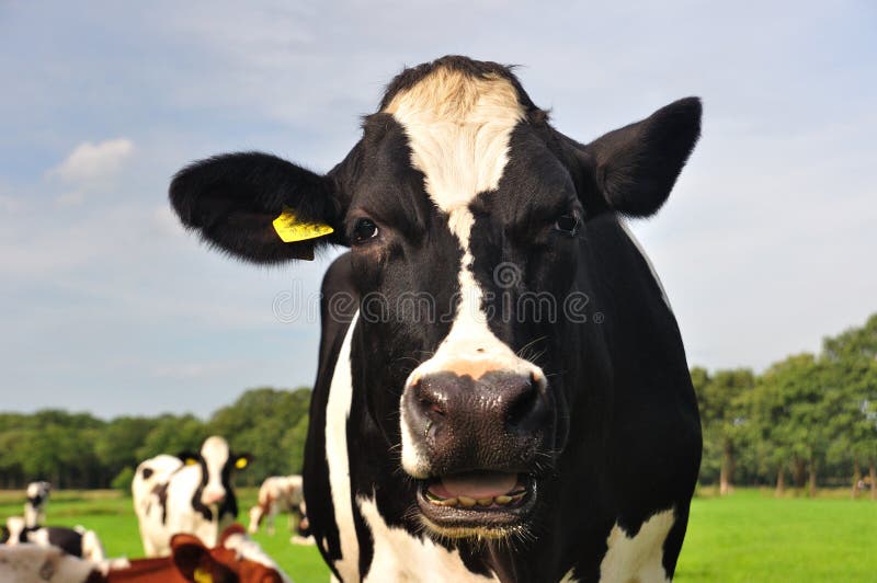 Grappige koe stock foto. Image of blauw, amuseren, vrij - 25687514