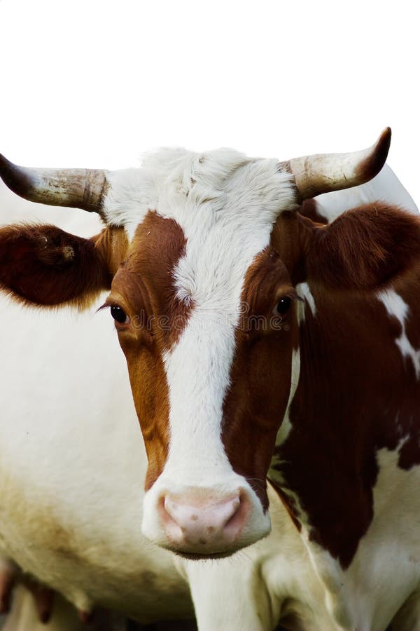 Grappige koe stock foto. Image of haar, begrazing, geïsoleerd - 36289768