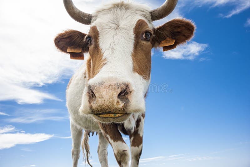 Grappige koe stock afbeelding. Image of uitziend, gebied - 39479963