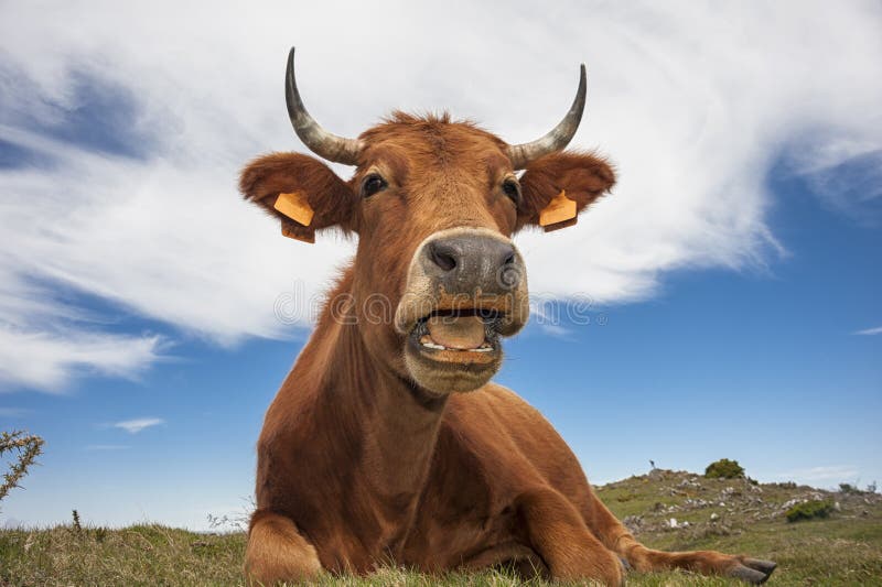 Grappige koe stock foto. Image of leer, grappig, kauw - 2703554