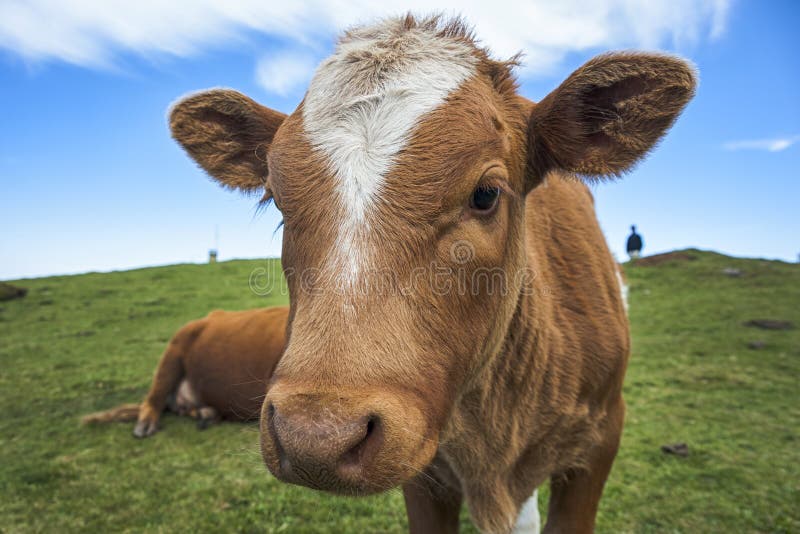 Grappige Koe stock foto. Image of hoofd, pret, uitziend - 46932904