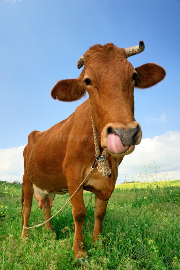 Koe stock afbeelding. Image of grappig, neus, hoofd, zoogdier - 18096303