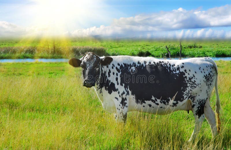 Grappige koe stock afbeelding. Image of mooi, vers, gestippeld - 8759985