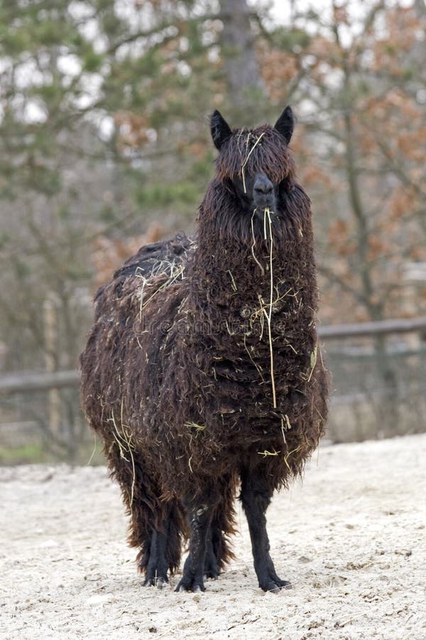 Grappige lamaglama of lama stock foto. Image of heeft - 74768908