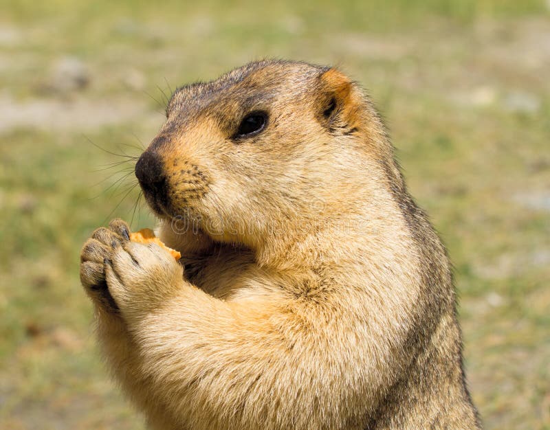 Grappige Marmot Die Uit Een Hol in De Berg Van Himalayagebergte, Ladakh ...