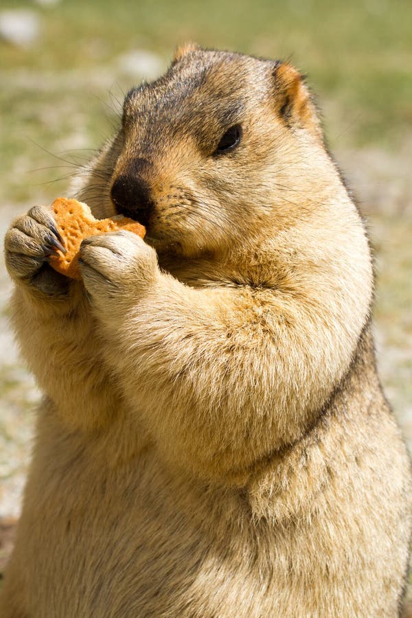 Grappige Marmot Die Uit Een Hol in De Berg Van Himalayagebergte, Ladakh ...