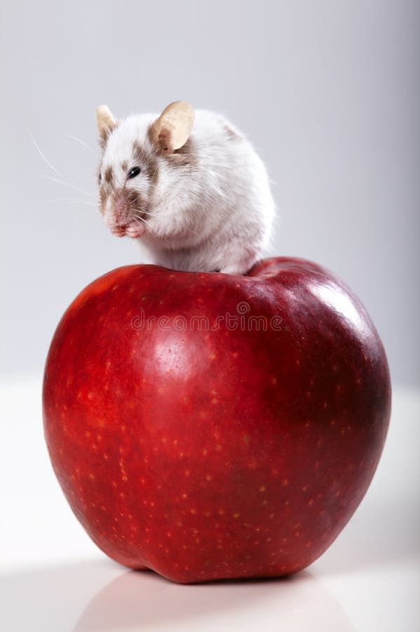 De muis van de appel stock afbeelding. Image of appel - 5189609