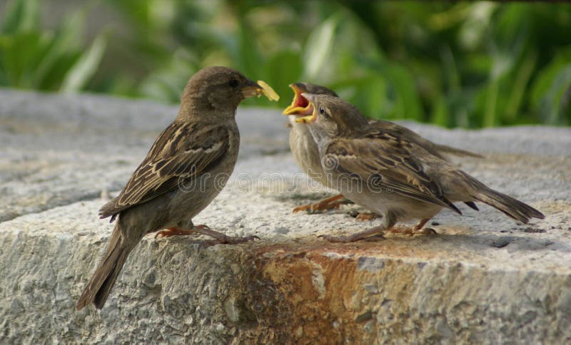 Grappige mussen stock foto. Image of moeder, nave, dier - 9904682