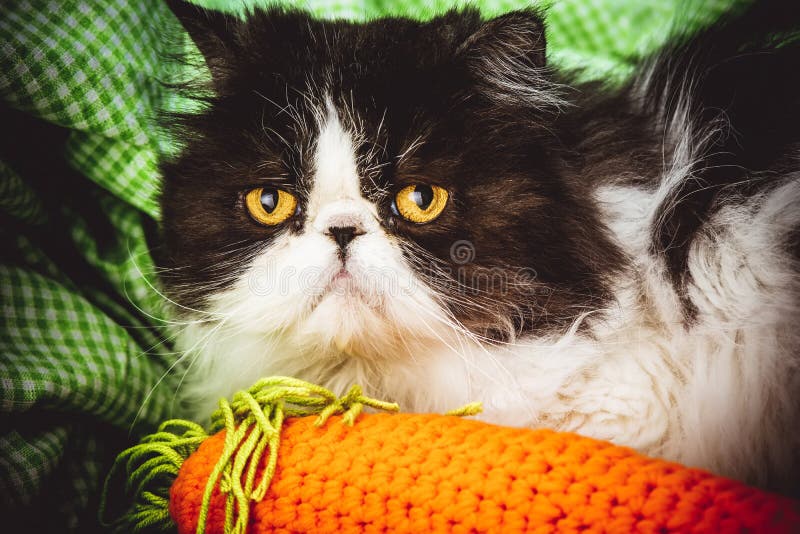 Grappige Perzische Kat Met Boos Gezicht Stock Afbeelding - Image of ...