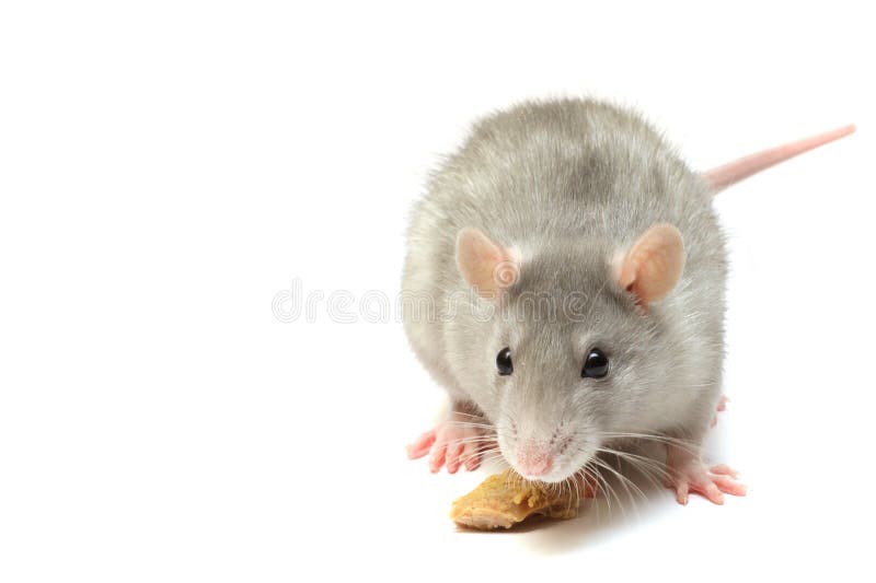 De Rat Van Het Huis Met Kaas Stock Afbeelding - Image of voedsel, eten ...