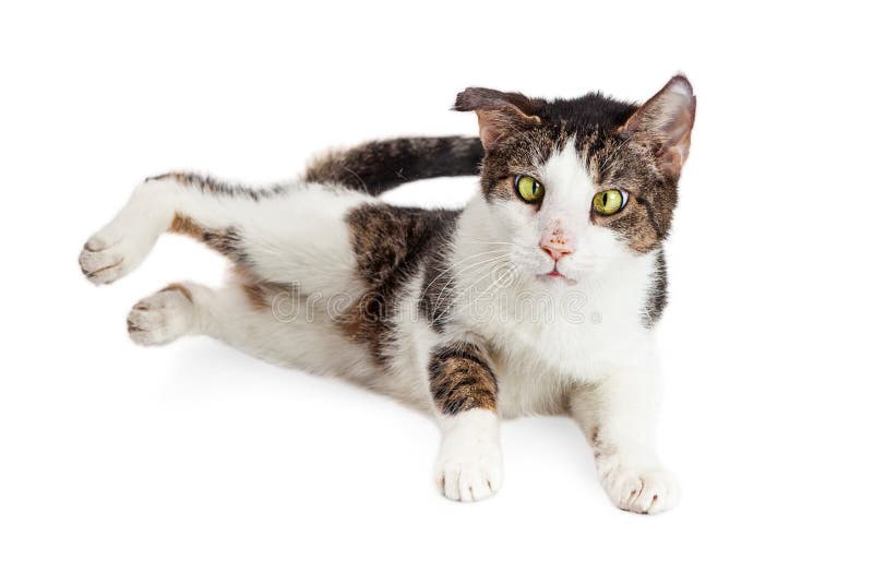 Grappige Dwars Eyed Ragdoll-Kat Stock Foto - Image of gezicht, bont ...