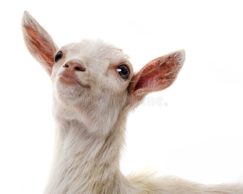 Grappige witte geit stock afbeelding. Image of seizoen - 30880273