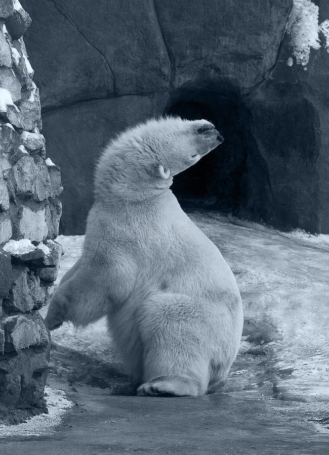 Grappige Witte Ijsbeer Picture. Image: 8005770