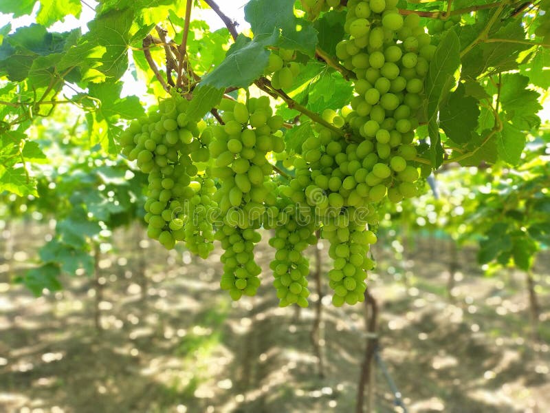 Grapps Photos stock image. Image of berry, garden, green - 279531221