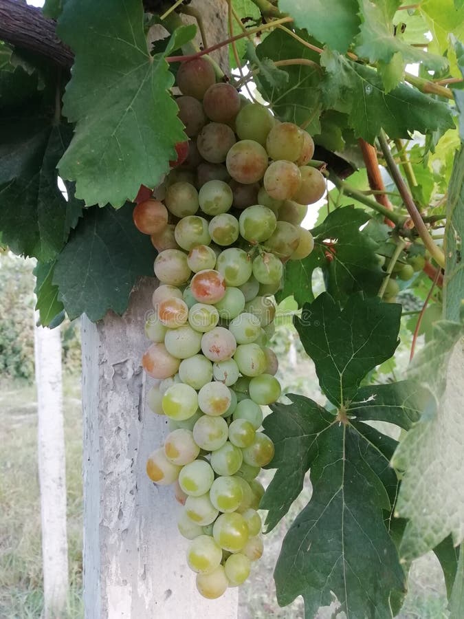 Graps stock image. Image of sweet, graps, fresh, naturel - 171139125