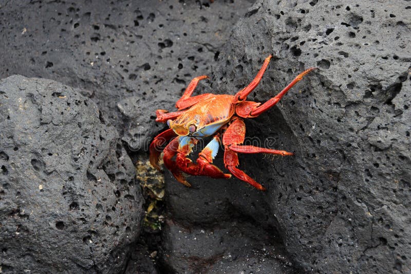 Grapsus Crab on Volcanic Rock Stock Photo - Image of sally, ecuador ...