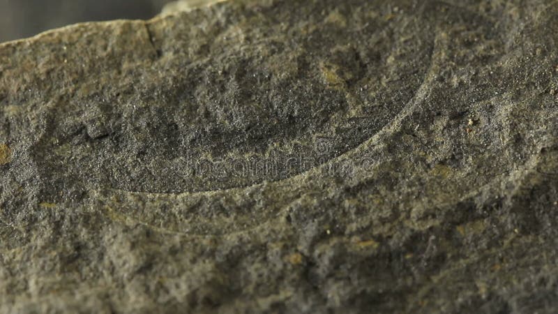 Graptolite Fossils stock footage. Video of life, triassic - 62910002