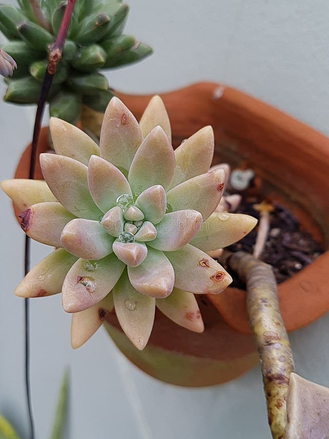 Graptosedum Francesco Baldi is a Succulent Plant. in a Vase . Stock ...