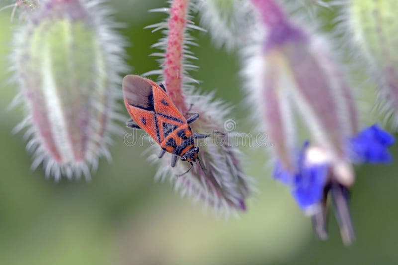 Graptostethus Servus, Crete Stock Photo - Image of beautiful, nature ...