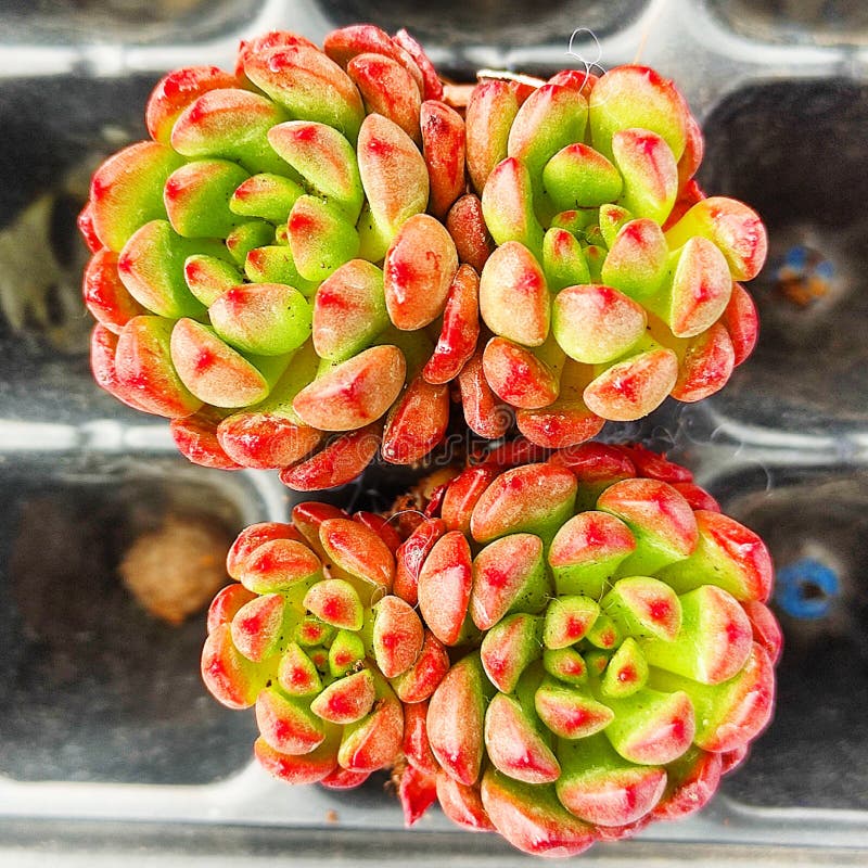 Graptoveria Pink Ruby Korean Succulent Stock Photo - Image of ...