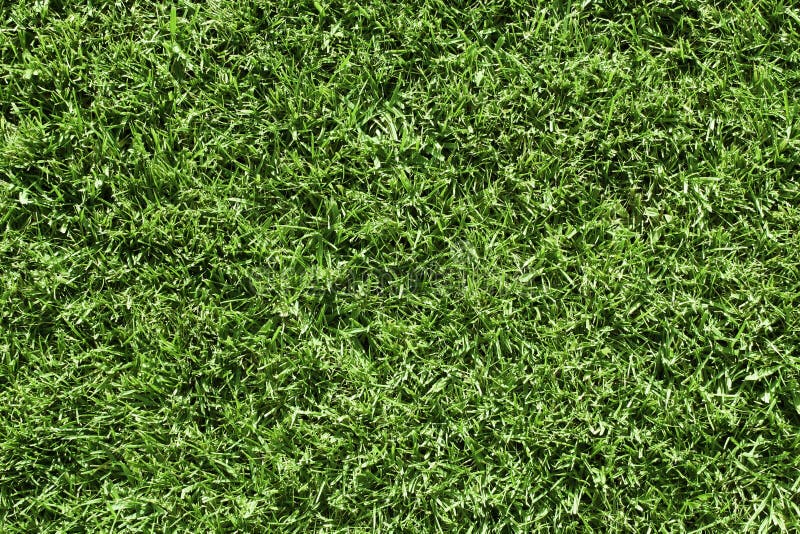 Grünes Gras von oben stockfoto. Bild von tiefe, wiese - 11302574