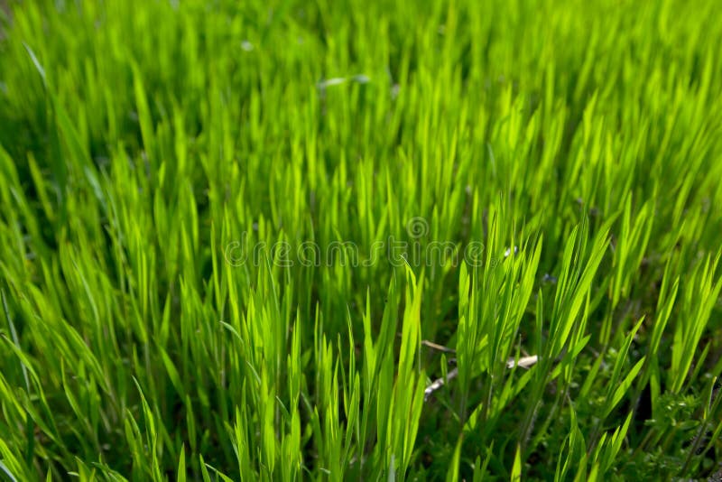 Gras stock afbeelding. Image of verzadigd, milieu, gras - 14513041