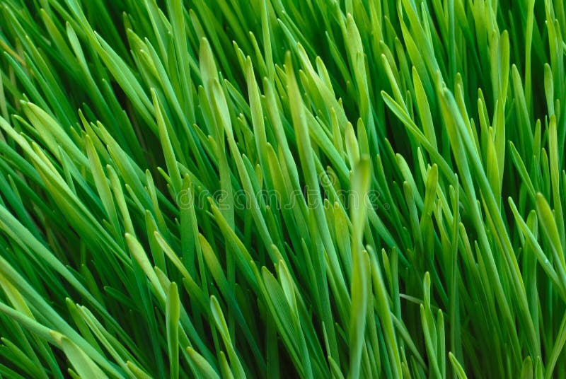 Gras stockfoto. Bild von park, feld, grün, frische, düngen - 1996040