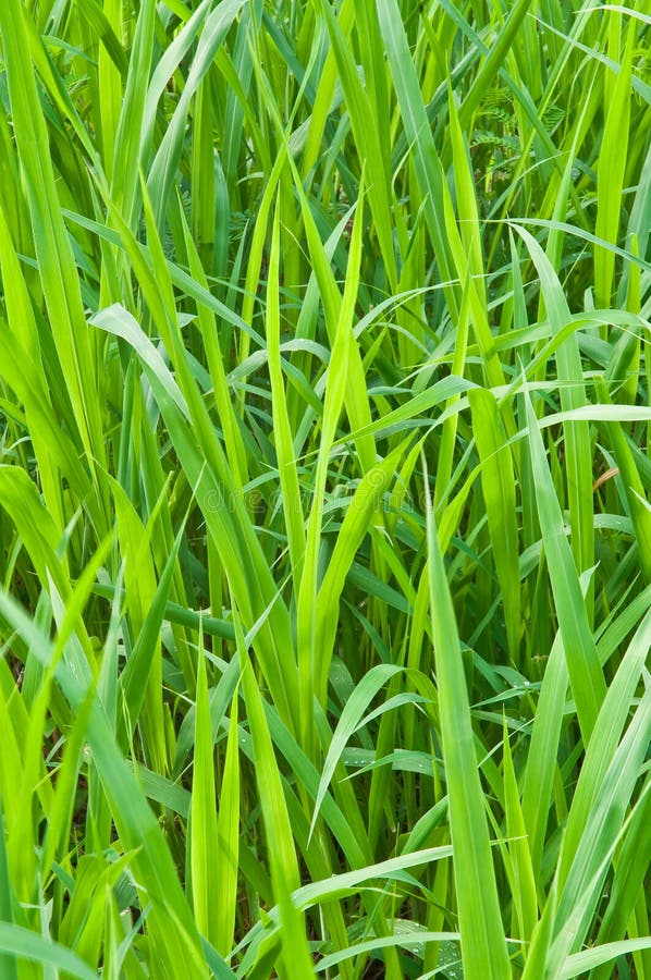 Hohes Grünes Gras in Einer Wiese Schließen Sie Oben Vom Frischen Gras ...