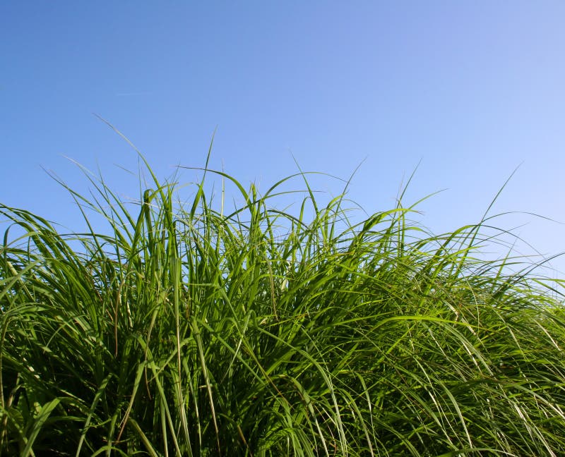 De Olifantsgras Van Miscanthus Stock Foto - Image of olifant, hemel ...
