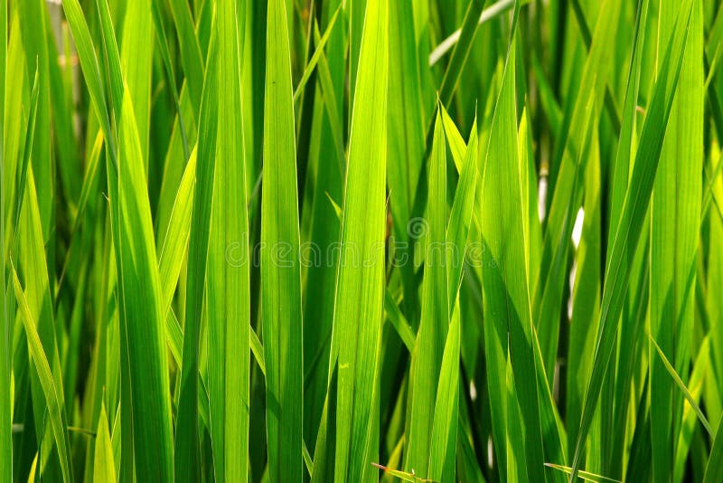 Gras stockbild. Bild von jahreszeit, porzellan, farben - 2574425
