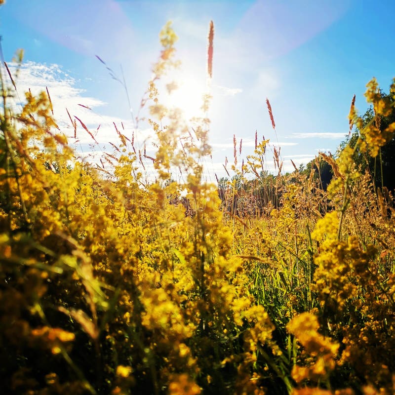 Geras Gras Day Stock Photos - Free & Royalty-Free Stock Photos from ...