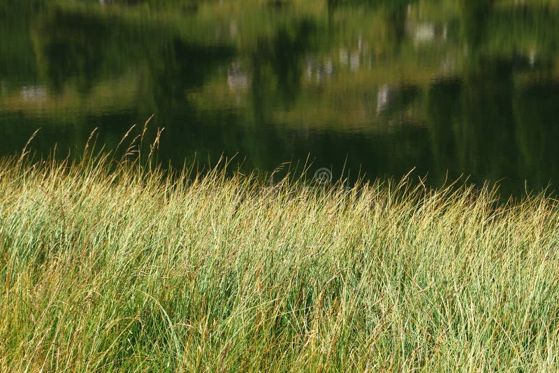 Gras en water stock foto. Image of rivier, zomer, lente - 29480384