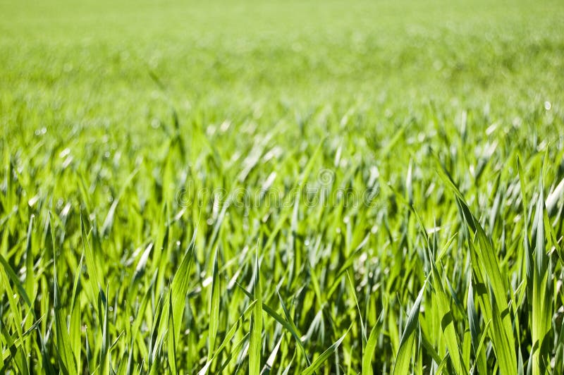 Feld des Grases stockfoto. Bild von land, hafen, landwirtschaftlich ...