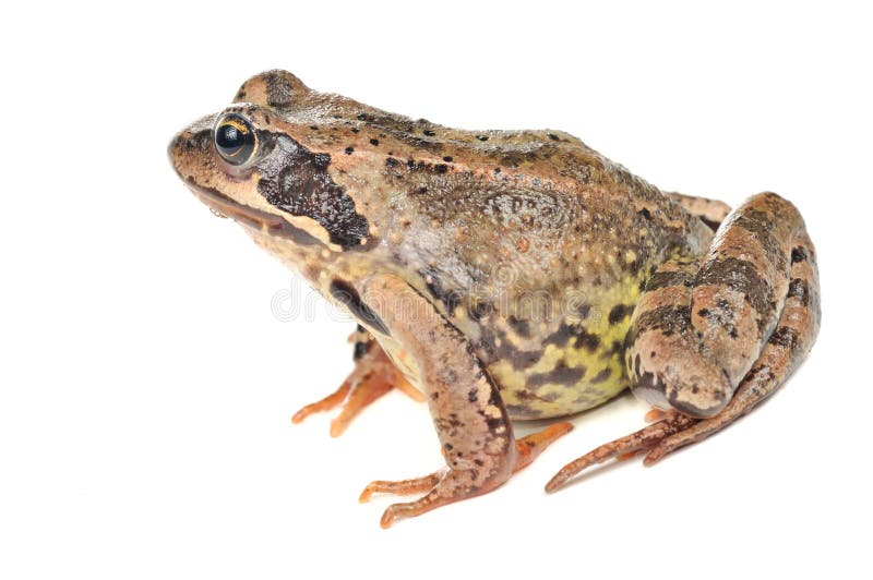 Grasfrosch stockfoto. Bild von nave, frosch, tier, blatt - 10987484