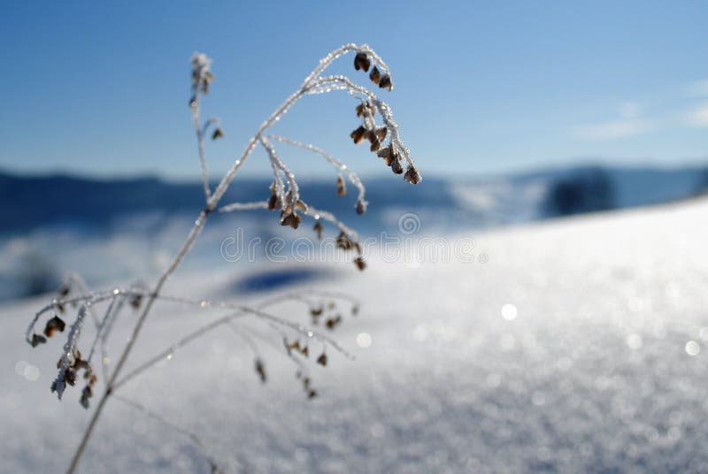 Gras Head Covered with Ice Crystals Stock Image - Image of grashead ...