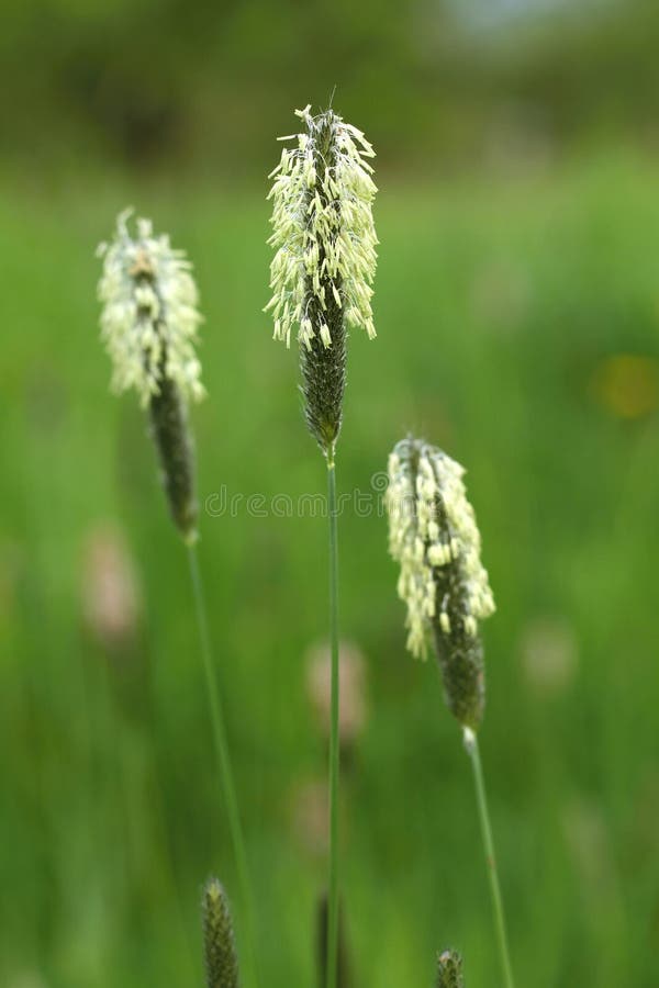 Gras het bloeien stock foto. Image of reproductie, zaad - 55090330