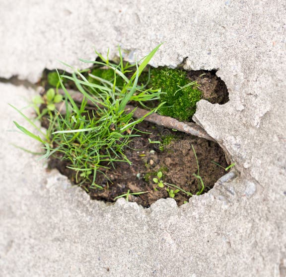 Gras im Beton stockbild. Bild von leerzeichen, kleber - 100645929