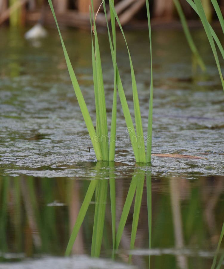 Gras im Teich stockfoto. Bild von gras, teich, abend - 123343624