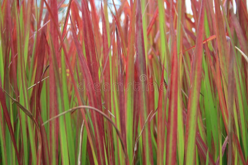 Gras Met Groene En Witte Strepen Stock Foto - Image of grassen ...