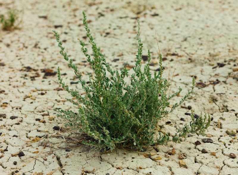 Gras Op Droge Vuil Dichte Omhooggaand Stock Afbeelding - Image of ...