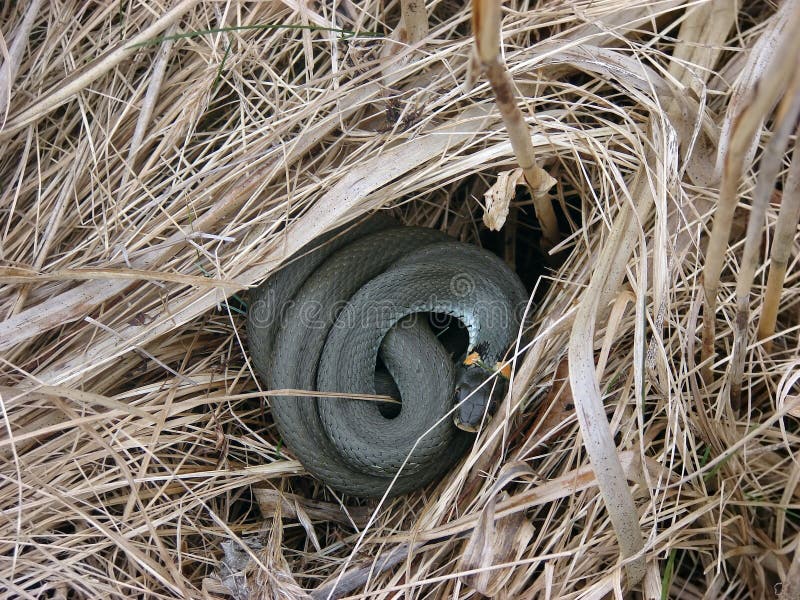 Gras-slang stock afbeelding. Image of gras, klein, schaal - 14178999