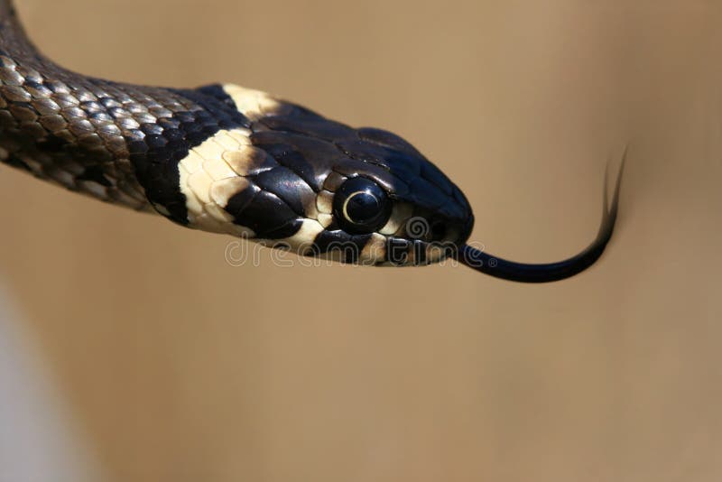 Gras-slang met tong stock foto. Image of wild, kruipster - 2412298