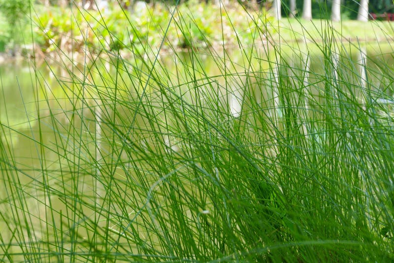 Gras am Ufer des Teichs stockbild. Bild von hintergrund - 60245371