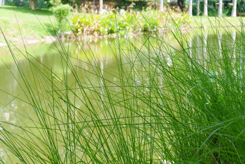 Gras am Ufer des Teichs stockbild. Bild von hintergrund - 60245371