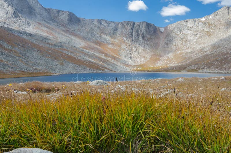 Berg Goliath Natural Area Forest Auf Mt Evans Colorado Redaktionelles ...